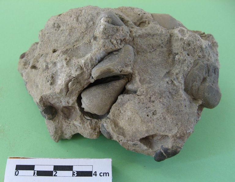 Gasteropode, modello interno - Geologia, suoli e sismica - Ambiente