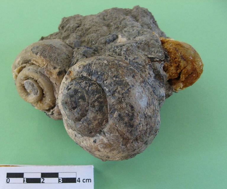 Gasteropodi, modelli interni - Geologia, suoli e sismica - Ambiente