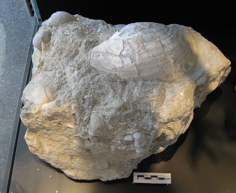 Panopea sp con Glycimeris e Varicorbula - Geologia, suoli e sismica ...