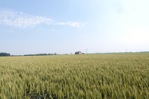 Monitoraggio delle caratteristiche chimico-fisiche e biologiche dei ...