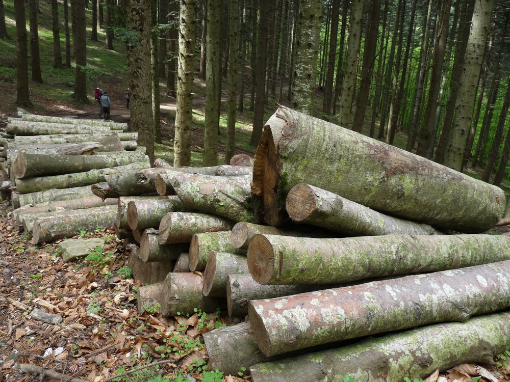 Elenco prezzi opere forestali - Parchi, foreste e Natura 2000 - Ambiente
