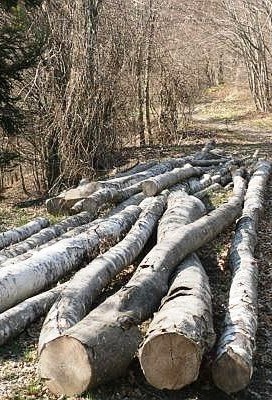 Il Regolamento EUTR e il registro nazionale per operatori e ...