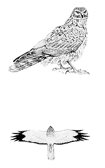 Albanella reale - Parchi, foreste e Natura 2000 - Ambiente