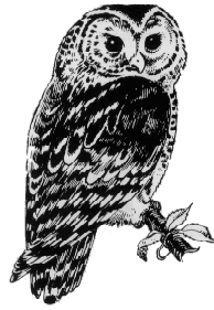 Allocco - Parchi, foreste e Natura 2000 - Ambiente