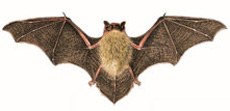 Pipistrello albolimbato - Parchi, foreste e Natura 2000 - Ambiente