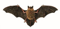 Pipistrello comune o nano - Parchi, foreste e Natura 2000 - Ambiente