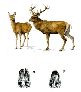 Cervo - Parchi, foreste e Natura 2000 - Ambiente