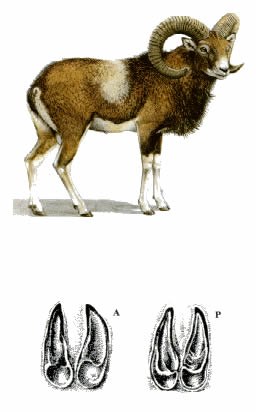 Muflone - Parchi, foreste e Natura 2000 - Ambiente