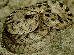 Colubro di Riccioli - Parchi, foreste e Natura 2000 - Ambiente